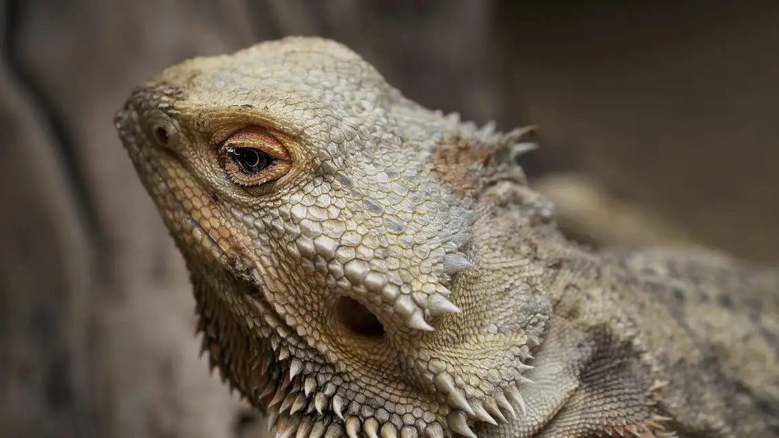 How long does a bearded dragon live? - Bearded dragon lifespan – Pets ...