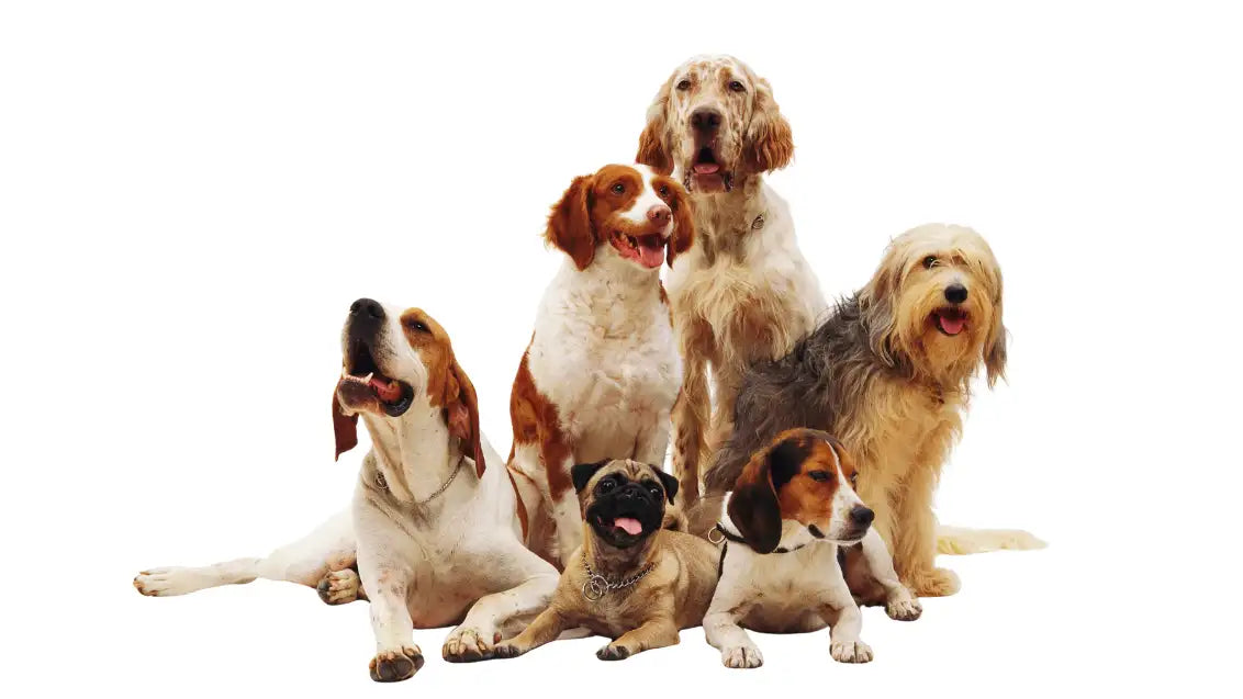 Is doggy daycare good for dogs ? – Pets By Numbers